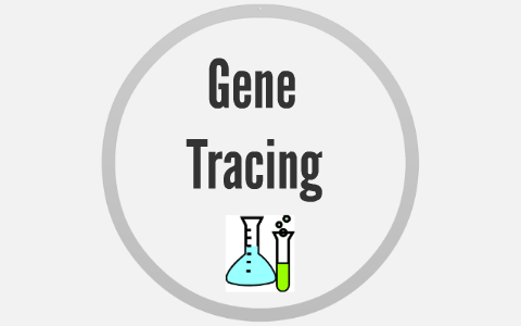 What is gene tracing? by Kim Carter on Prezi