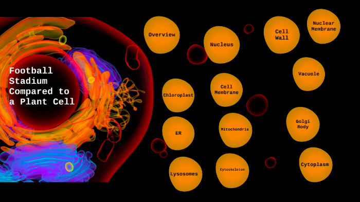 Football Stadium Compared to a Plant Cell by Dylan Coleman on Prezi