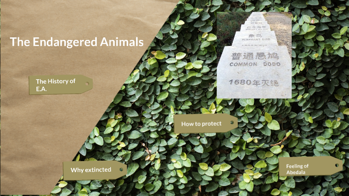 Endangered Animals by Roy 洪 on Prezi