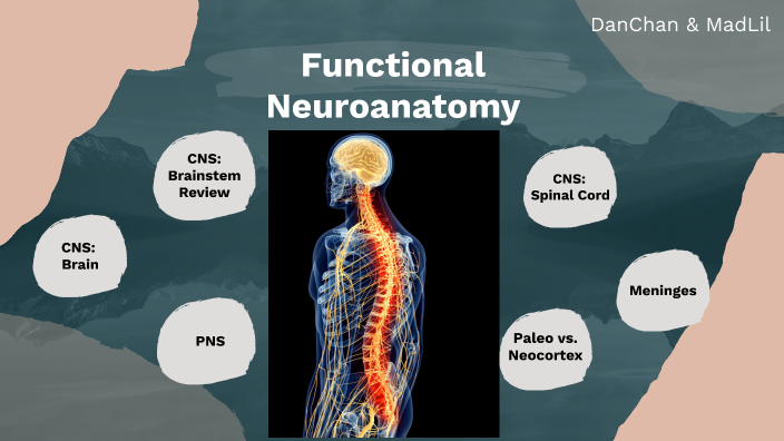 Functional Neuroanatomy by Madison Lilly on Prezi