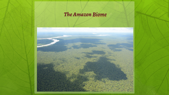 A Glimpse into the Amazon - Rainforest Partnership by Rainforest ...