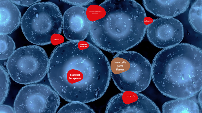 How cells form tissues by Group 6 on Prezi