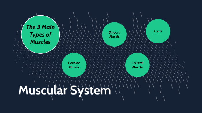 Muscular System Choice Board by Joshua Koenig on Prezi