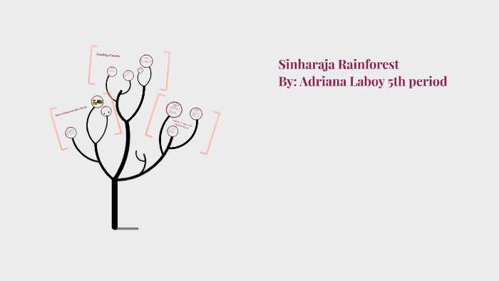Sinharaja Rainforest by adrian laboy on Prezi