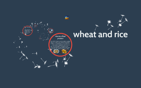 wheat and rice by on Prezi