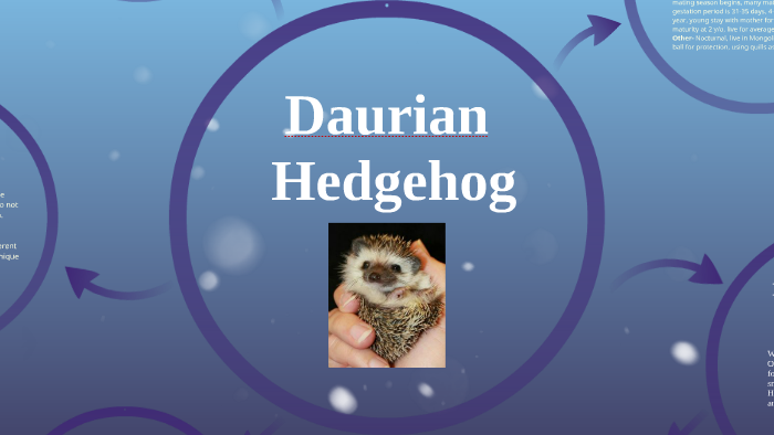 Daurian Hedgehog by Amber Ogden on Prezi