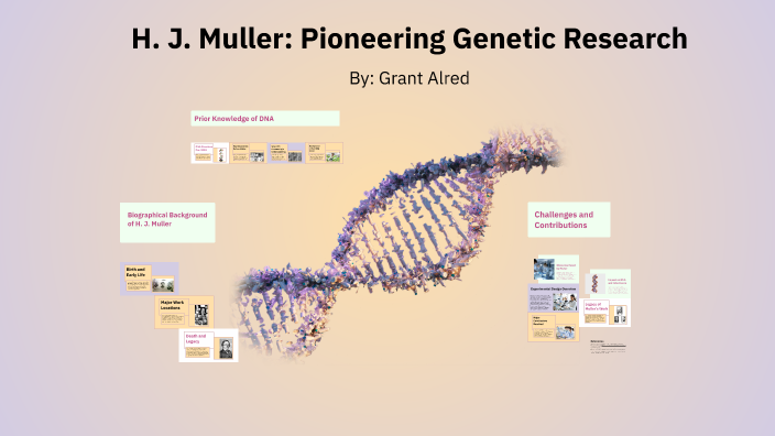 H. J. Muller: Pioneering Genetic Research by Grant Alred on Prezi