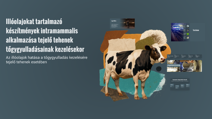 Illóolajokat tartalmazó készítmények intramammalis alkalmazása tejelő ...