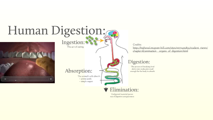 Human Digestion by Valeria Bermudez on Prezi