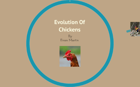 Evolution Of Chickens by evan martin on Prezi