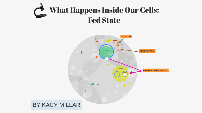 What Happens Inside Our Cells: Fed State by Kacy Millar on Prezi