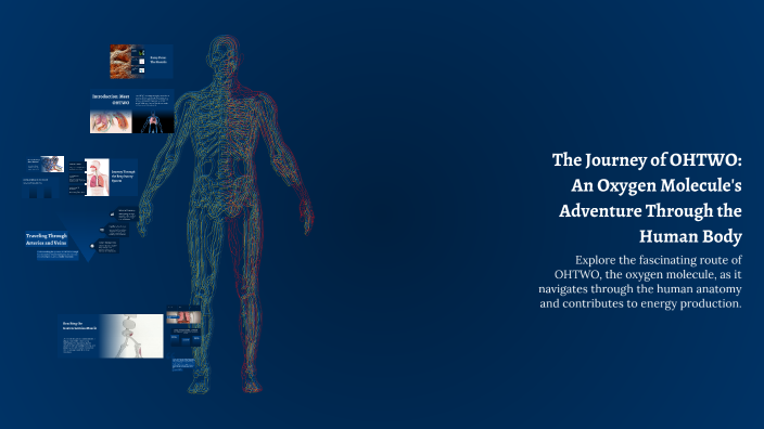 The Journey of OHTWO: An Oxygen Molecule's Adventure Through the Human ...