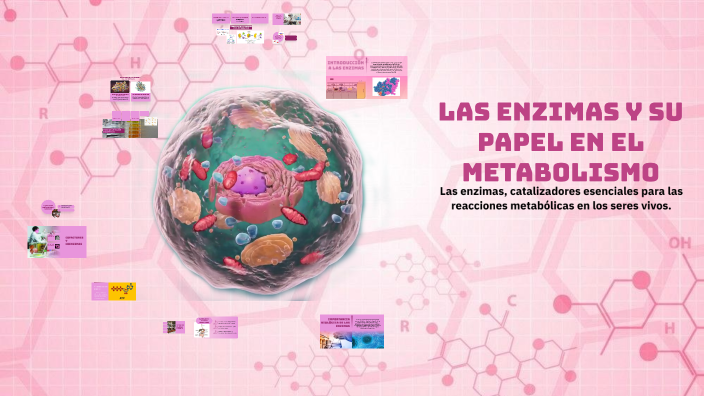 Las enzimas y su papel en el metabolismo by Marrzambranoo on Prezi