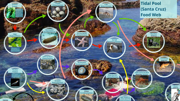 Tidal pool Food Chain by Ralph Edwards on Prezi