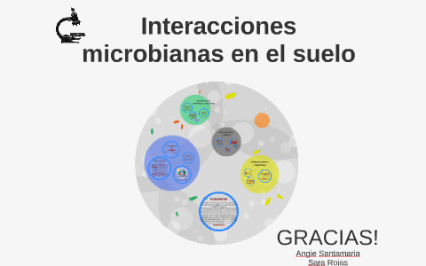 Interacciones microbianas en el suelo by Sara Rojas on Prezi