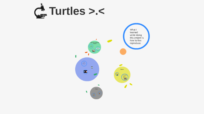 Turtle Reproductive System by araceli linares on Prezi