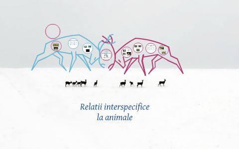 Spinu Karla-Relatii interspecifice la animale by spinu karla on Prezi