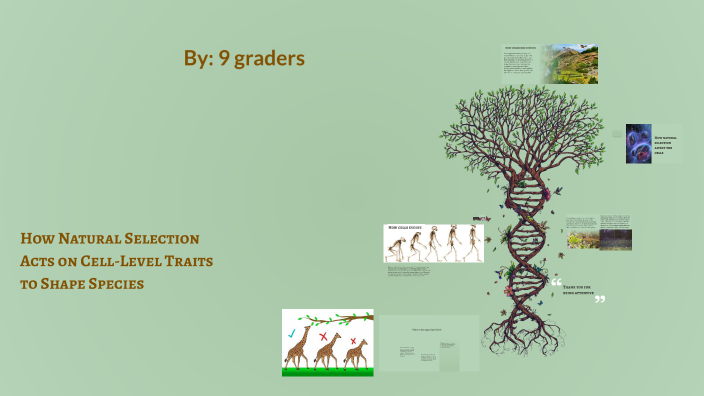 How Natural Selection Acts on Cell-Level Traits to Shape Species by ...