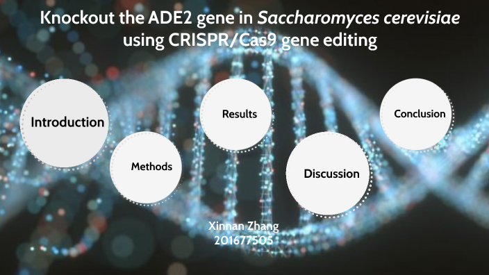 CRISPR/cas9 gene editing to disrupt the ADE2 gene by Elianna Z on Prezi