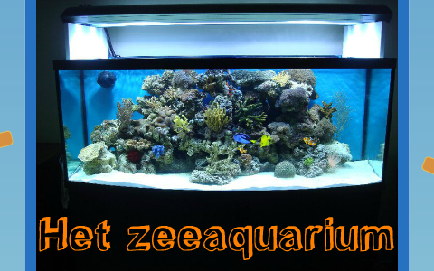 Zeeaquarium by thierry pieters on Prezi