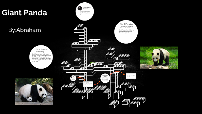 Giant Panda by Abraham Kuol