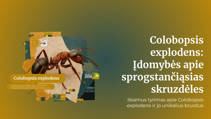 Colobopsis explodens: Įdomybės apie sprogstančiąsias skruzdėles by ...