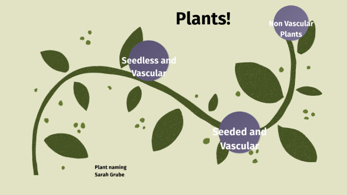 Non Vascular Plants Labeled