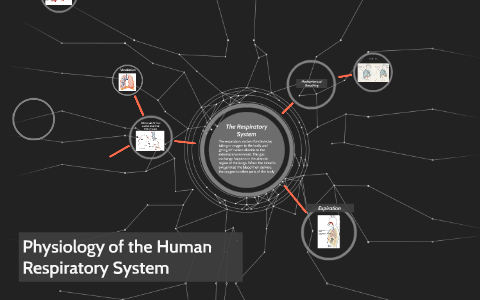 Physiology of the Human Respiratory System by Divine Williams on Prezi