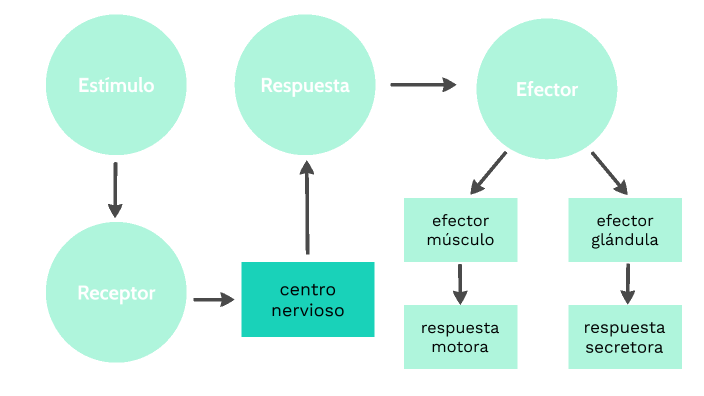 ESTIMULO Y RESPUESTA by MIA SAVONE on Prezi