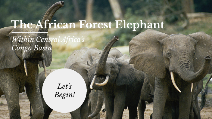 Unit 4 Project 5 - Endangered Species by Boris Yeltsin on Prezi