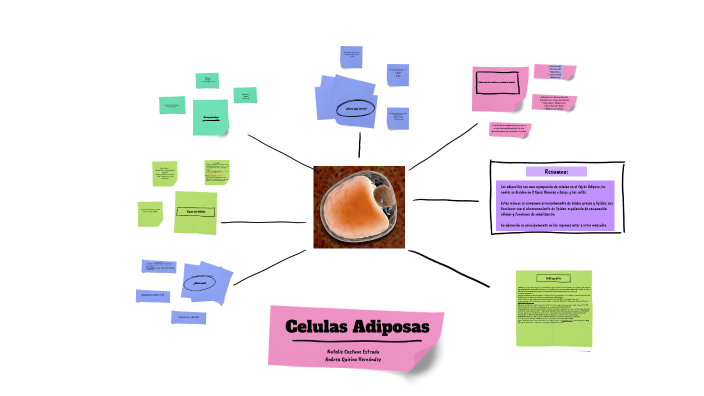 Células Adiposas by Natalie Castano on Prezi