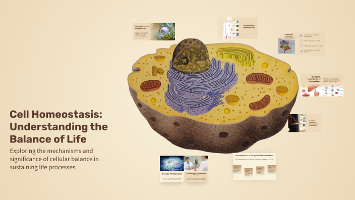 Cell Homeostasis: Understanding the Balance of Life by Andrea Reyes on ...