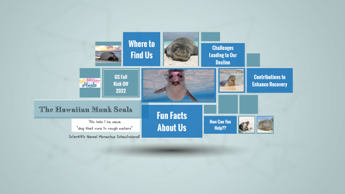 The Hawaiian Monk Seal by Samantha Heffner on Prezi