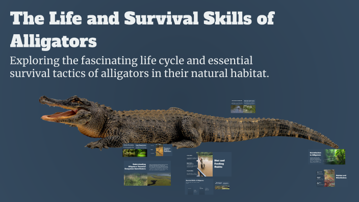The Life and Survival Skills of Alligators by Emji zuzu on Prezi