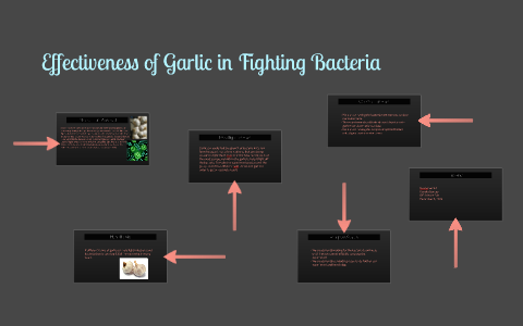 Effectiveness of Garlic in Fighting Bacteria by Neena Senior on Prezi