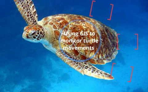 Using GIS to monitor marine turtle movements by Kirsten Beckwith on Prezi