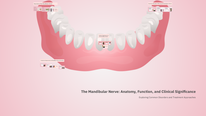 The Mandibular Nerve: Anatomy, Function, and Clinical Significance by ...