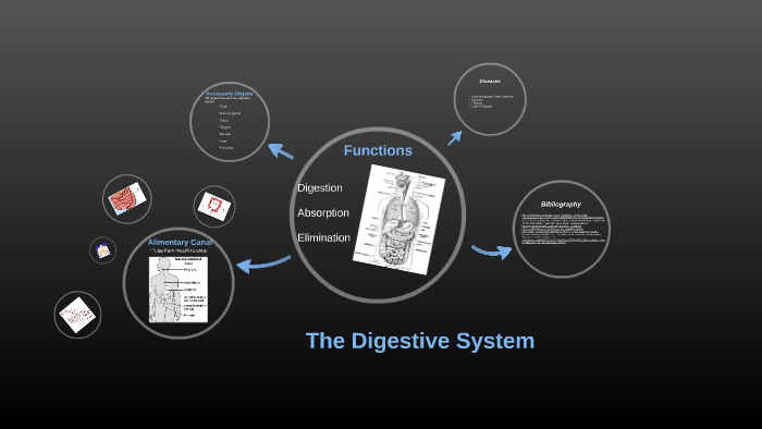 The Digestive System by Lacey Updike on Prezi