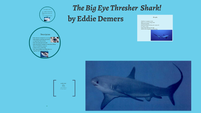 The Big Eye Thresher Shark! by eddie demers on Prezi