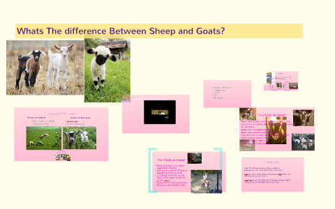 Whats The difference Between Sheep and Goats? by Mikayla Roach