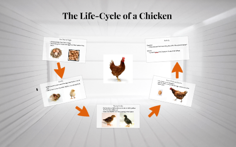 Life-Cycle of a Chicken by Andrea Shinnie on Prezi