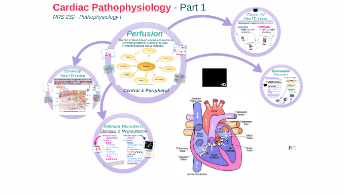 Cardiac Pathophysiology - Part 1 by Katrina Dielman on Prezi