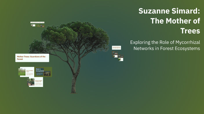 Suzanne Simard: The Mother of Trees by Honia Tofiq Salim on Prezi