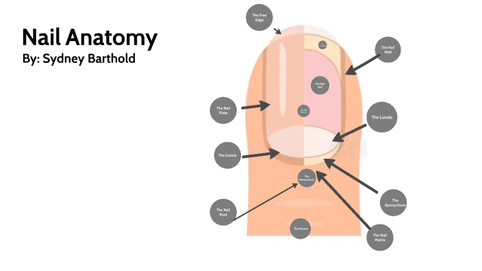 Nail Anatomy by Sydney Barthold on Prezi