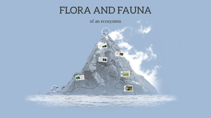 FLORA AND FAUNA OF FOREST ECOSYSTEM by NAMAN TALREJA on Prezi