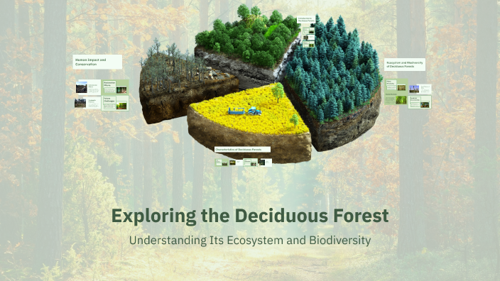 Exploring the Deciduous Forest by Nayeli Pozar on Prezi