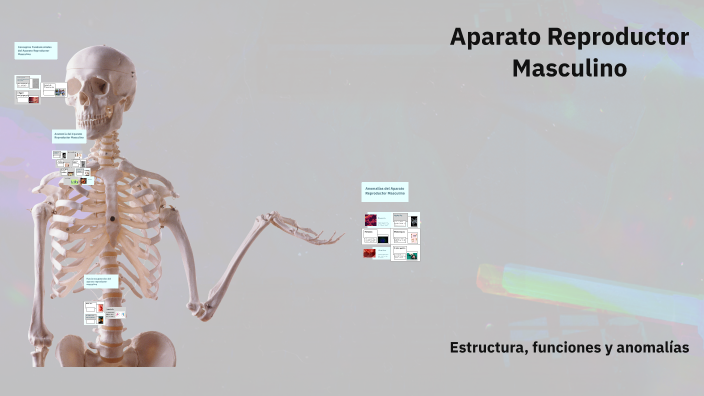 Aparato Reproductor Masculino by evans evans on Prezi