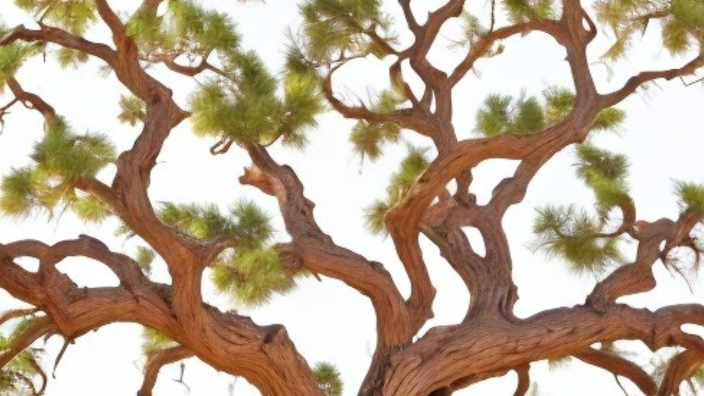 The Tree of Manhood by Hubert Gihimbare on Prezi
