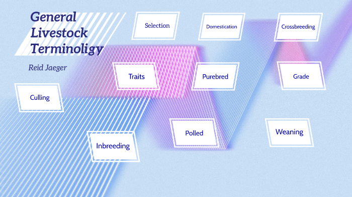 General Livestock Terminology by Reid Jaeger on Prezi