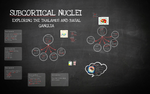 Subcortical Structures/Functions: The Thalamic Nuclei and Basal Ganglia ...